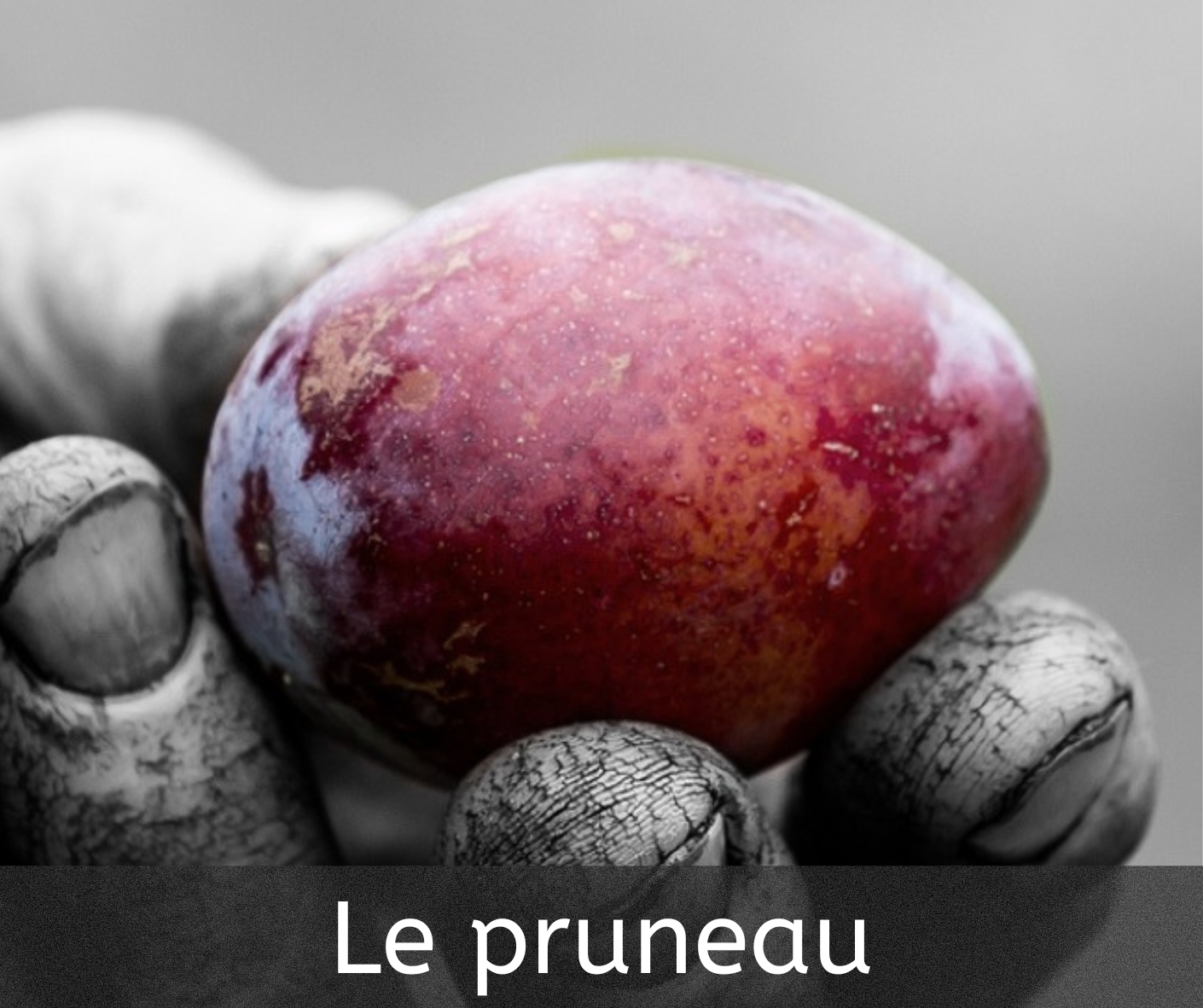 Le pruneaux d'Agen bio en direct du producteur